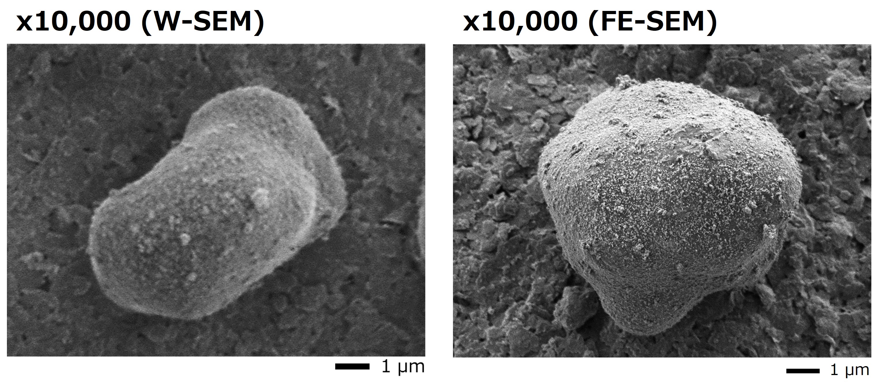 トナー（非導電性試料） | 微細な世界（電子顕微鏡画像集） | JEOL 日本電子株式会社